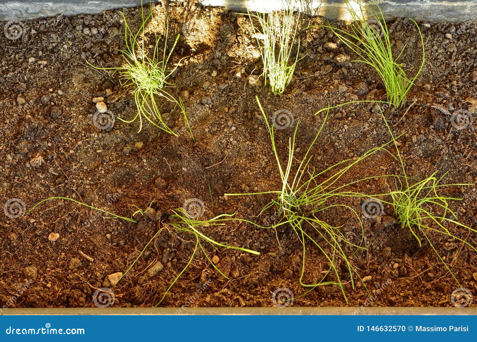 Chive Seedlings Stock Photos - Free & Royalty-Free Stock Photos from ...