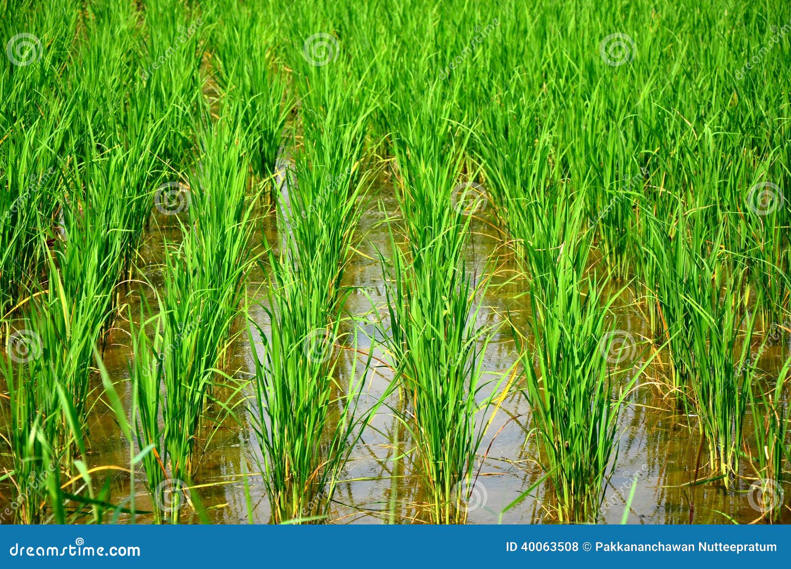 Transplant in the Paddy Field Stock Photo - Image of organic, plant ...