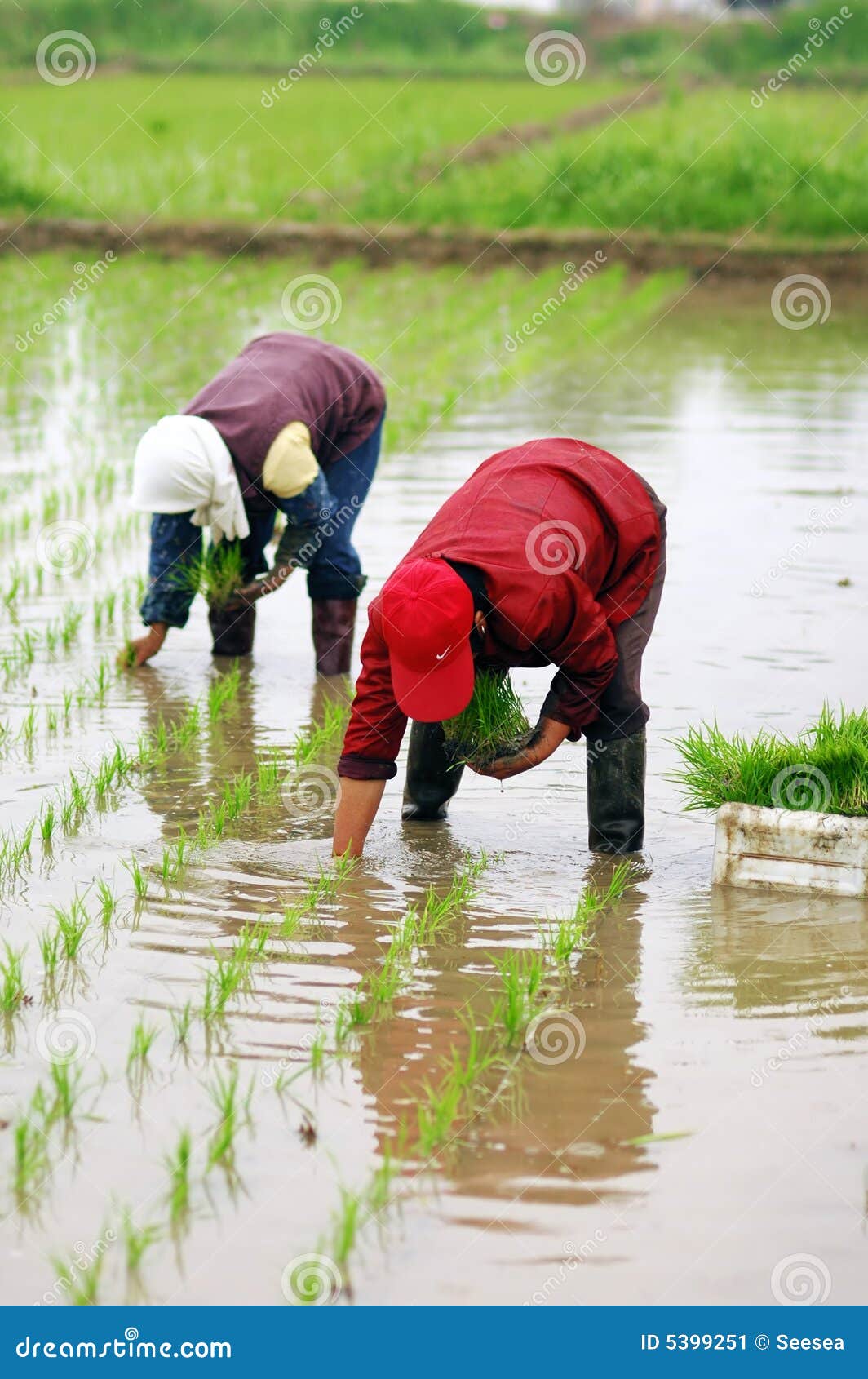 Transplant rice seedlings editorial photo. Image of seedling - 5399251