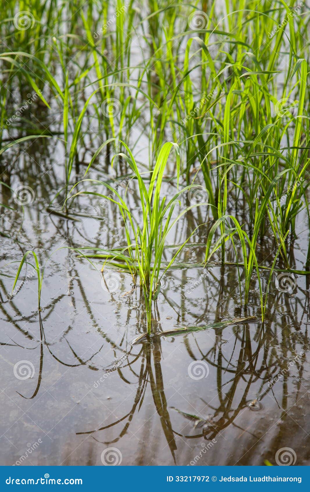Transplant rice seedlings stock photo. Image of leaf - 33217972