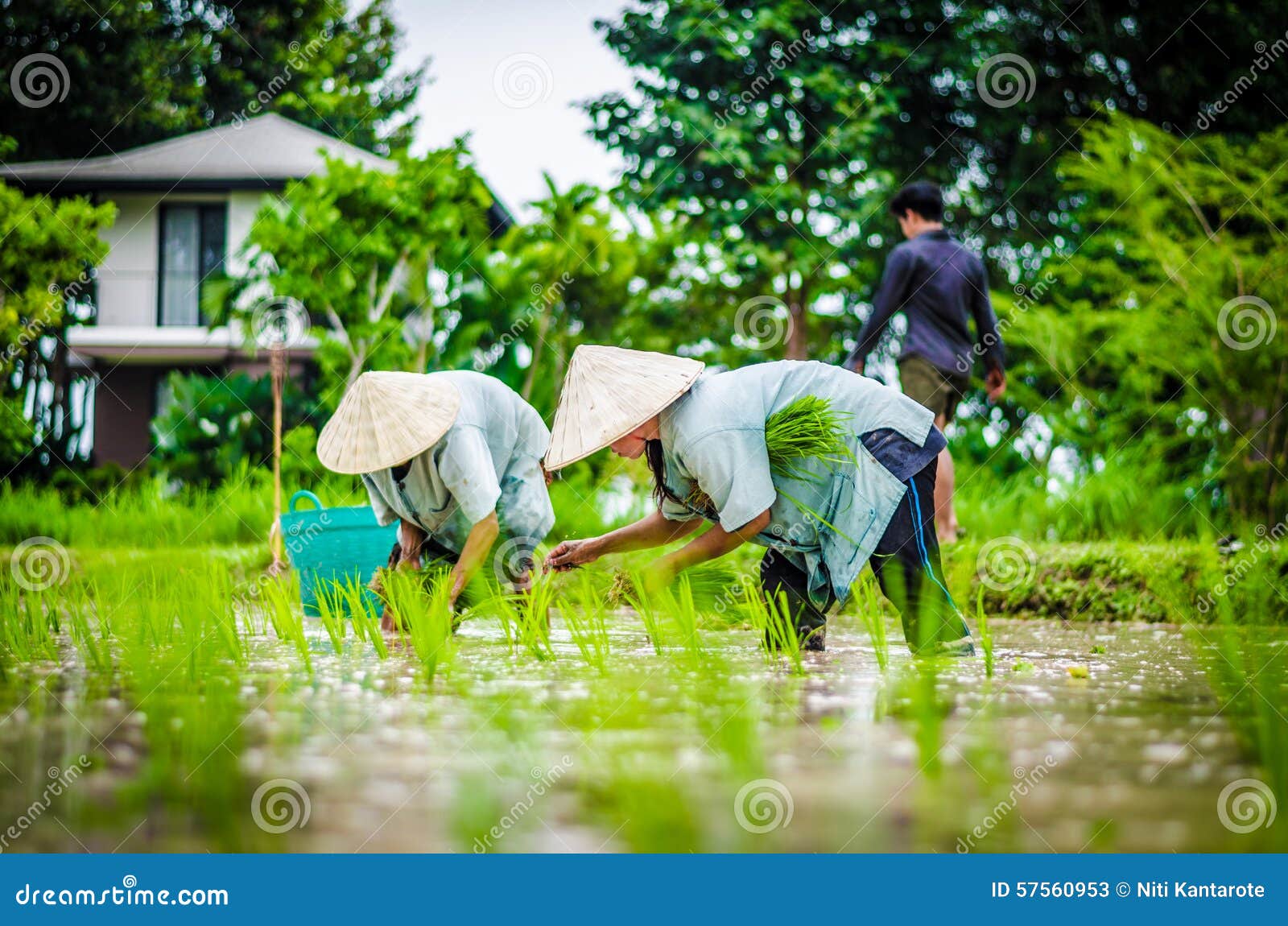 Transplant rice seedlings editorial stock photo. Image of laos - 57560953