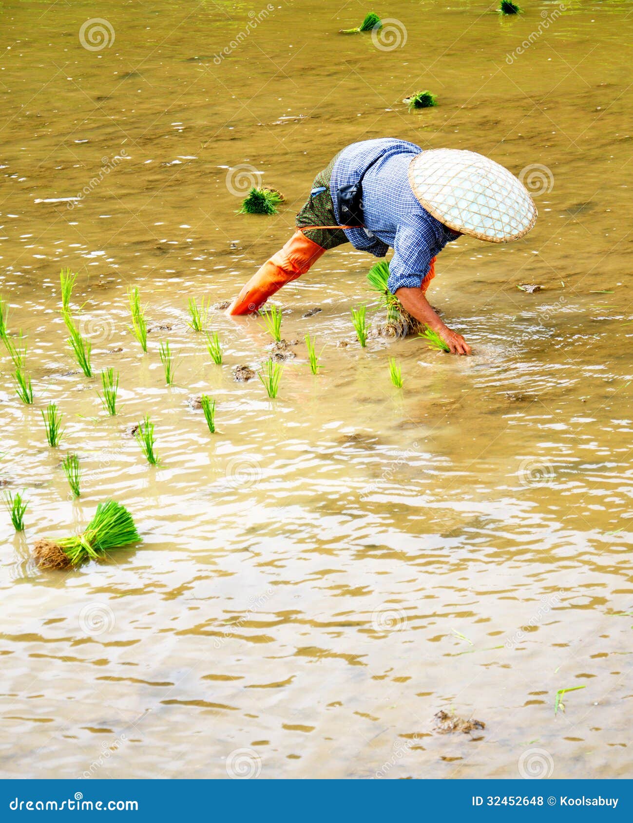 Transplant rice seedlings stock photo. Image of line - 32452648