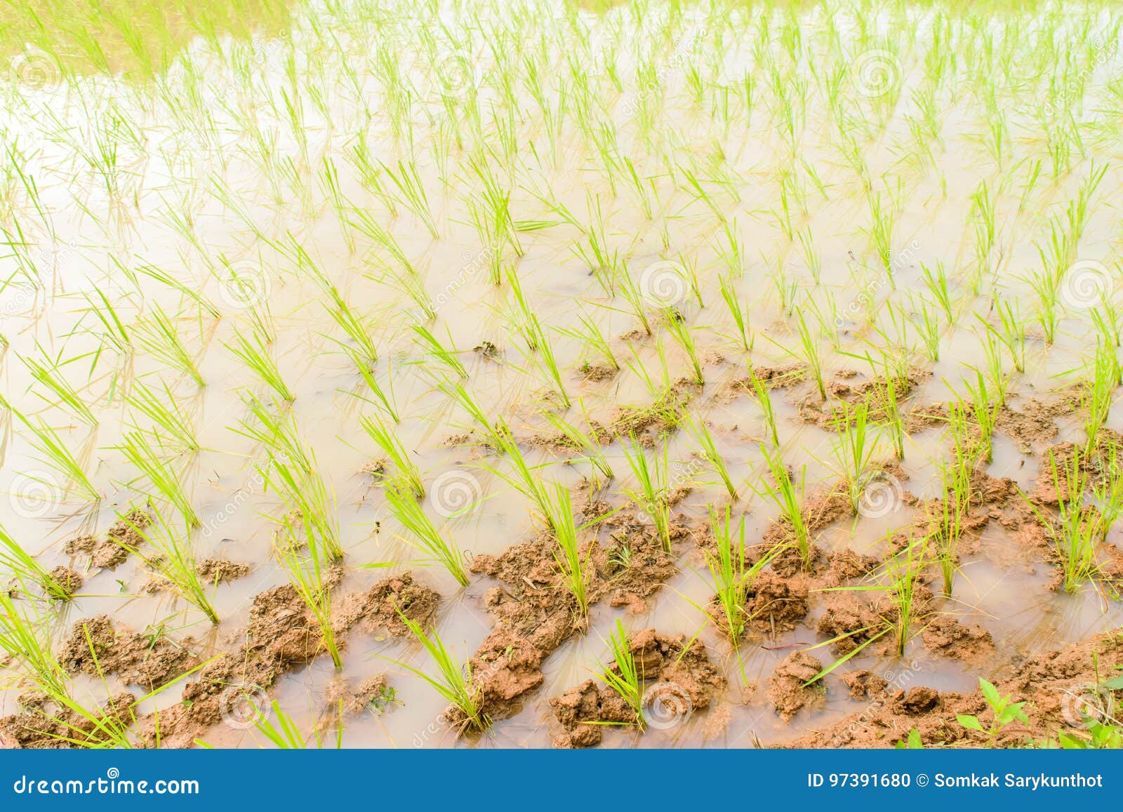 Transplant rice seedlings stock photo. Image of fields - 97391680