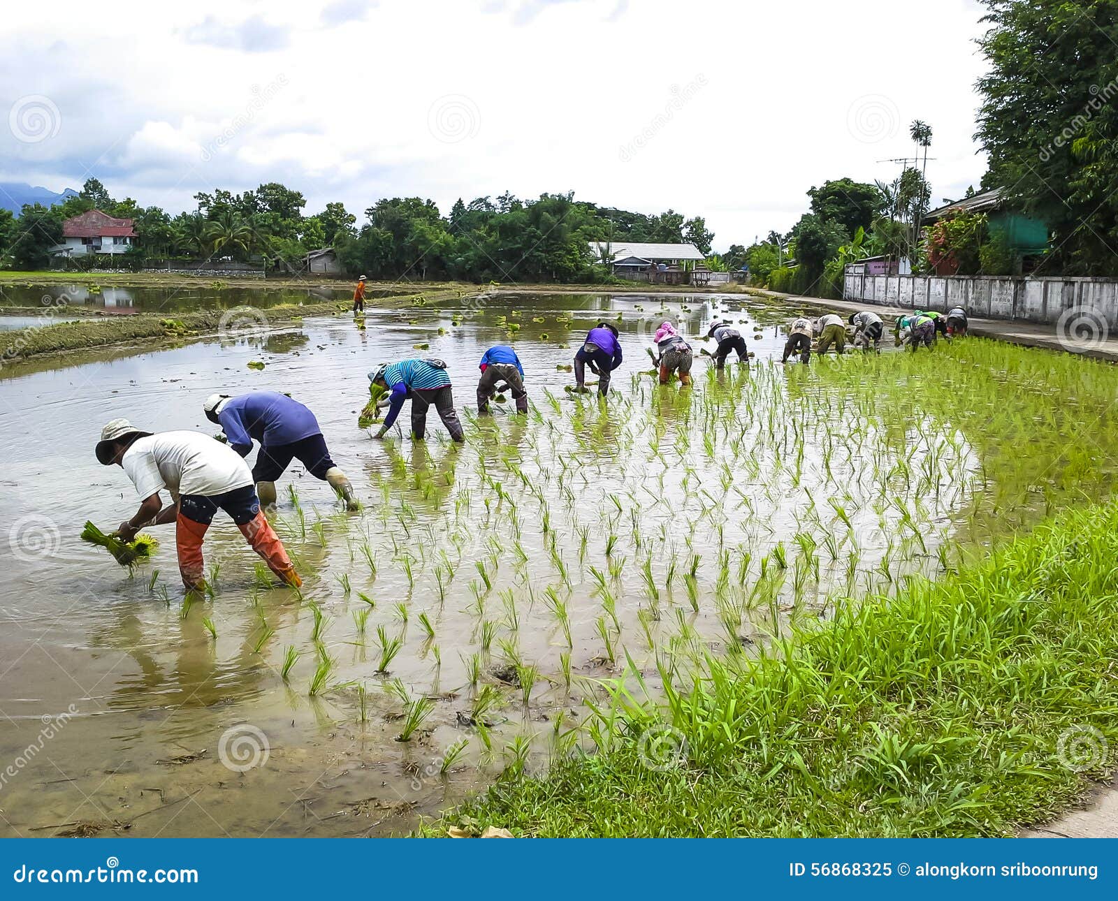 Transplant rice seedlings editorial image. Image of asia - 56868325