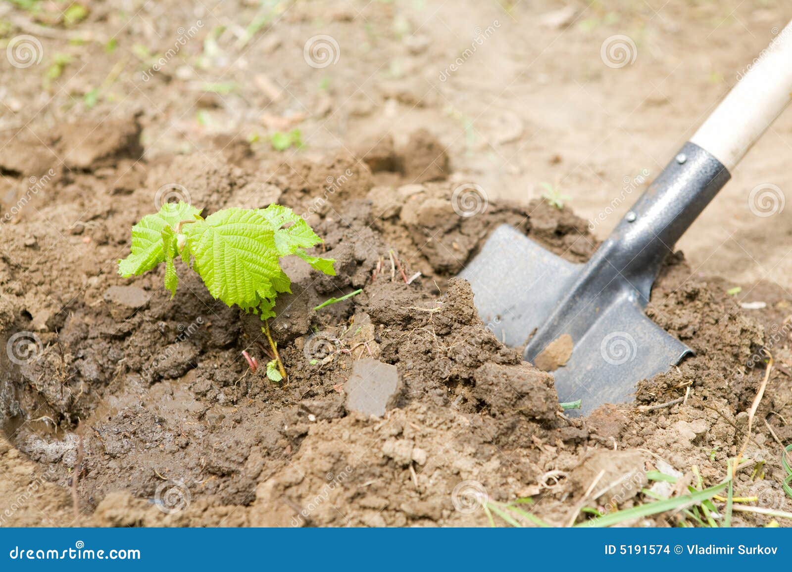 Transplant of a small tree stock photo. Image of shovel - 5191574
