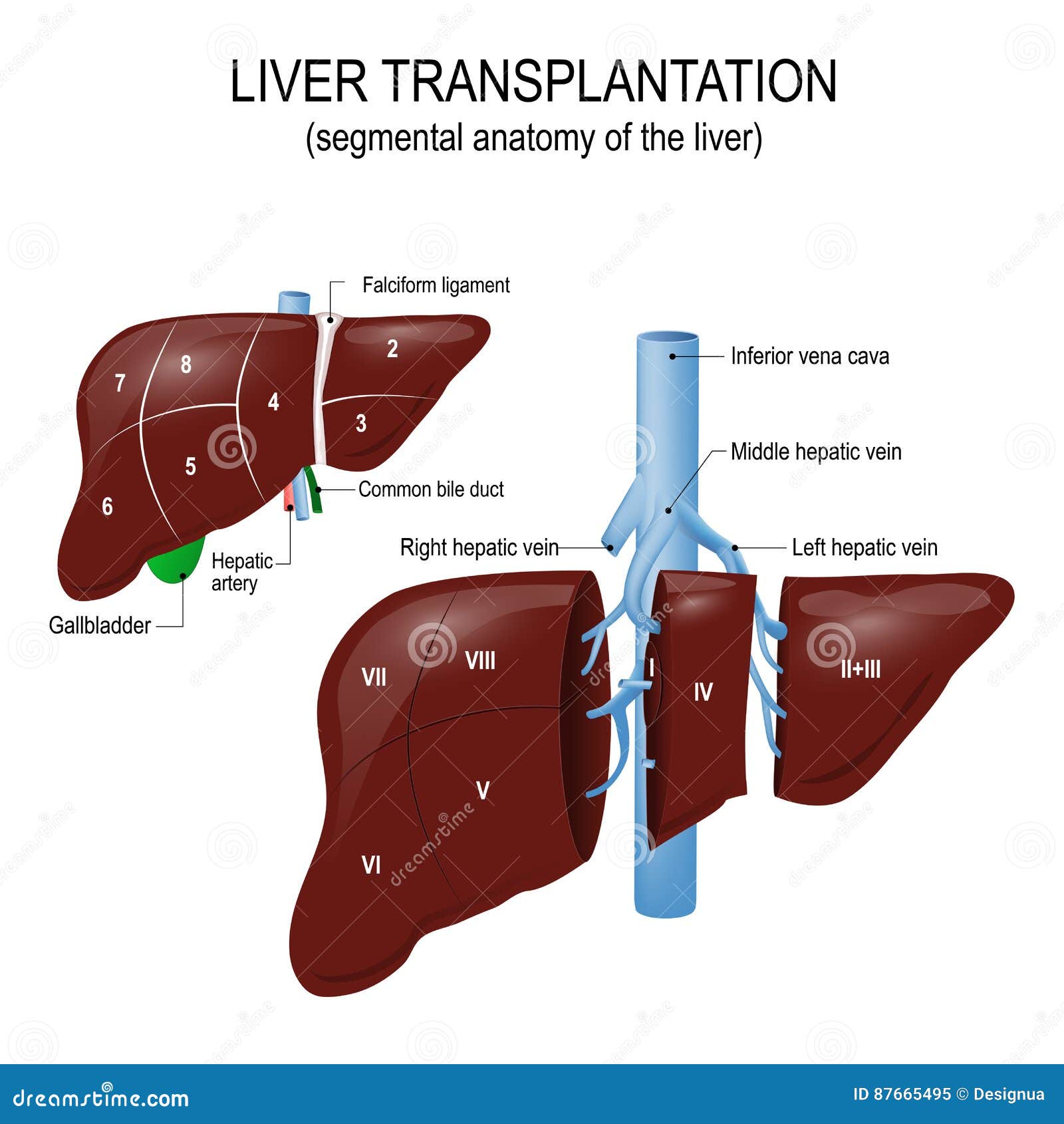 Transplantation De Foie Anatomie Segmentaire Du Foie Illustration de ...