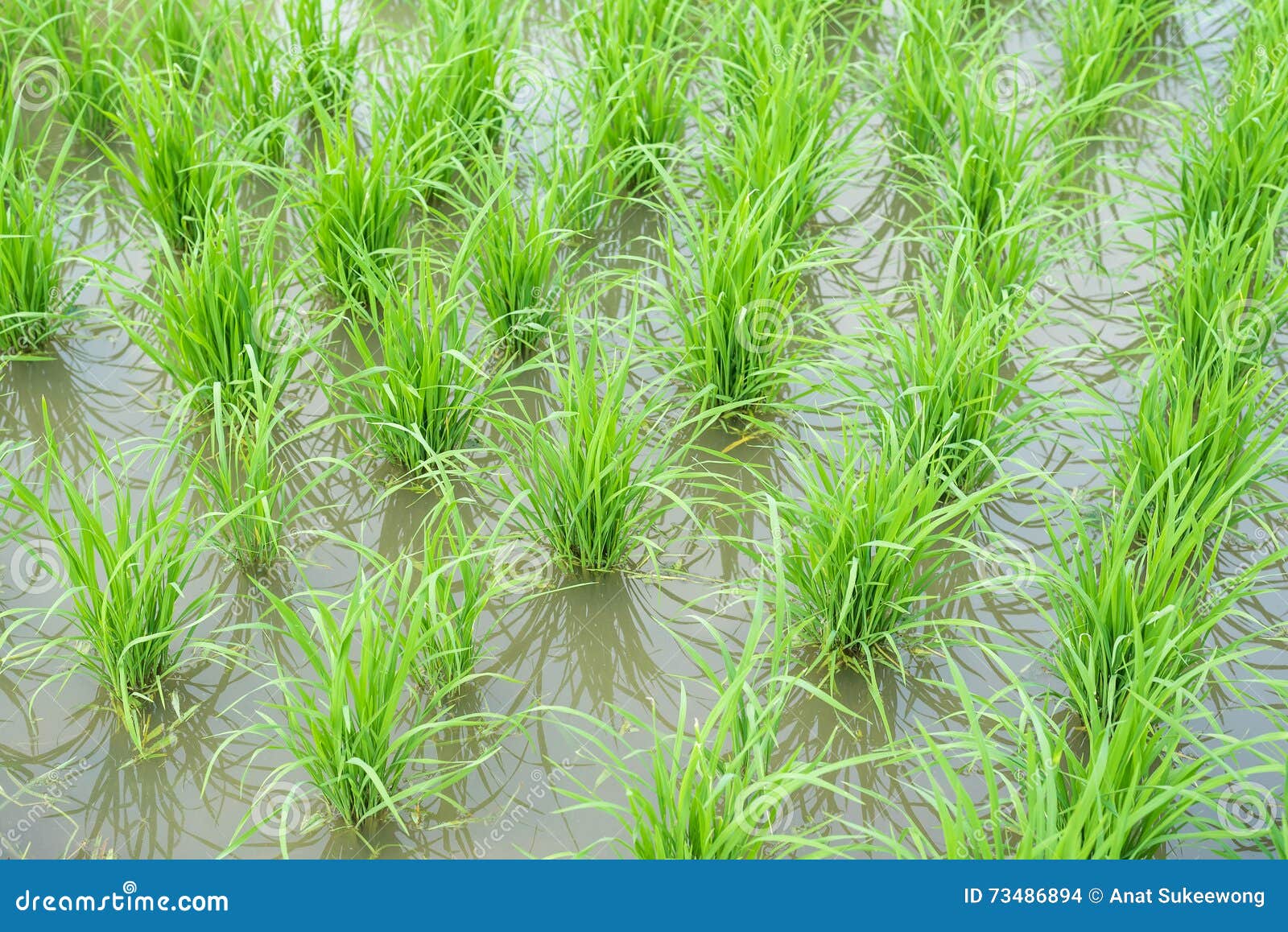 Transplanted rice fields stock photo. Image of farmland - 73486894