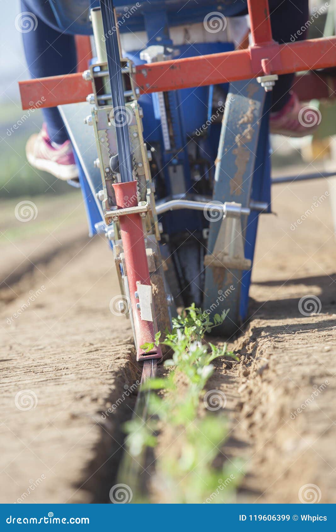 Transplanter Machine Loaded With Tomato Seedlings Trays On Racks ...
