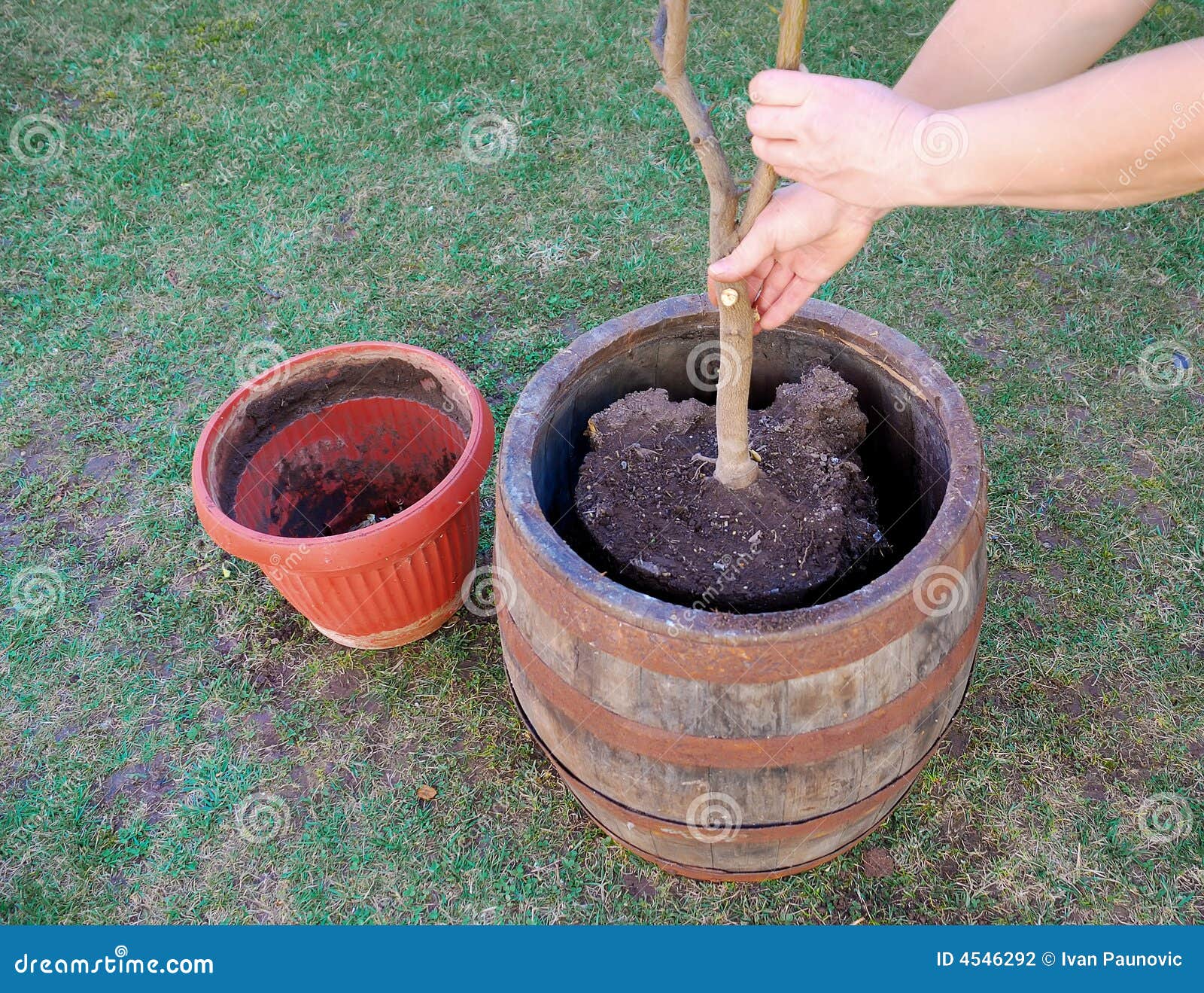 Transplanting stock photo. Image of brown, green, large - 4546292