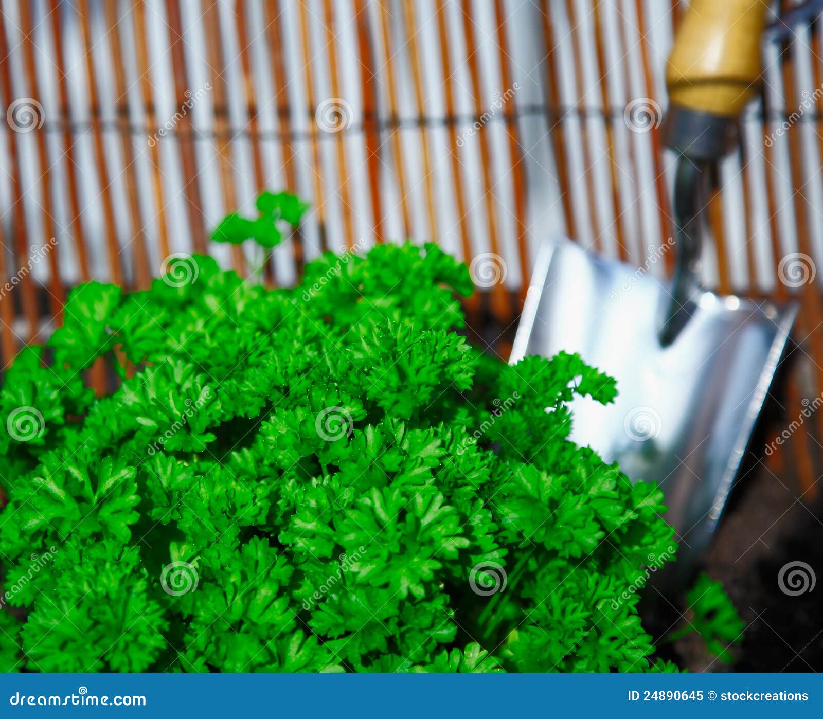 Transplanting Fresh Parsley Plant Stock Image - Image of growing ...