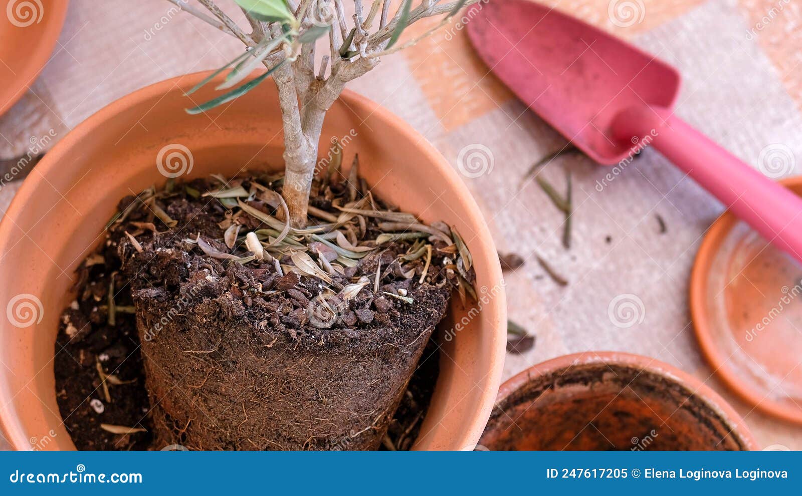 Transplanting a Houseplant, the Root System is Visible Stock Image ...