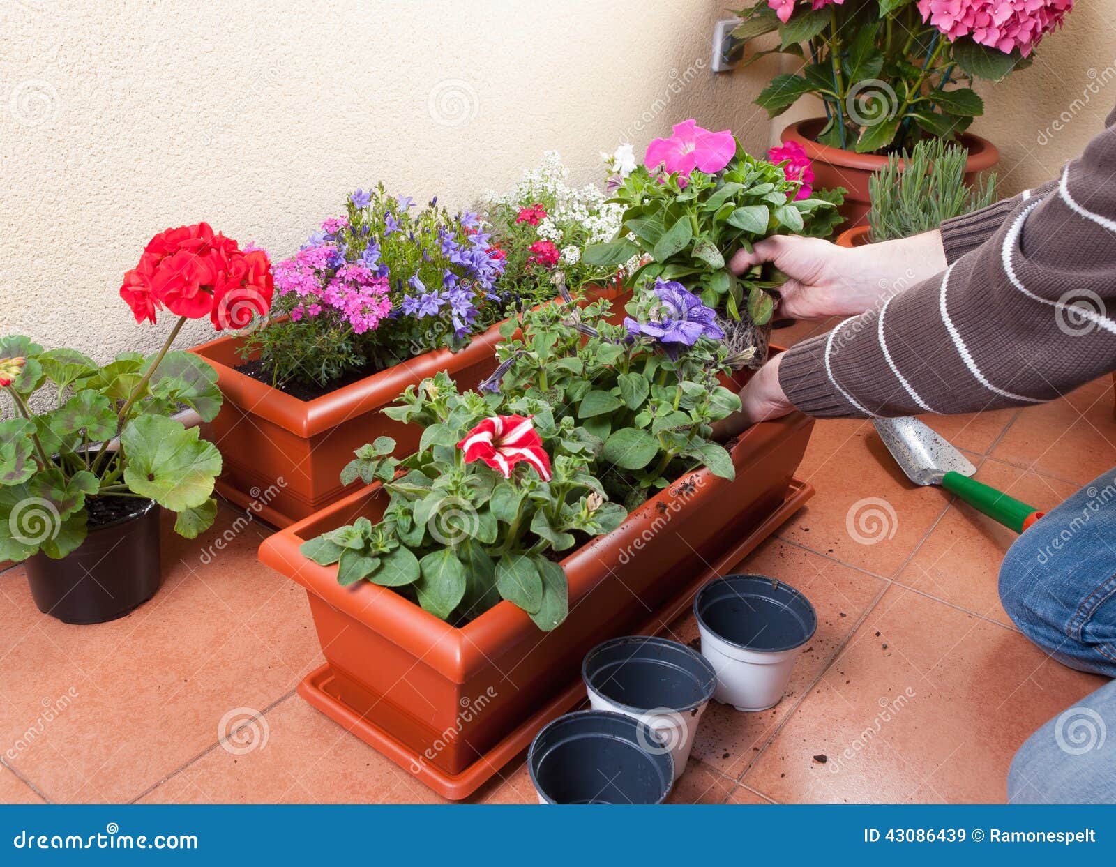 Transplanting Plants Flowers Stock Image - Image of beautiful ...