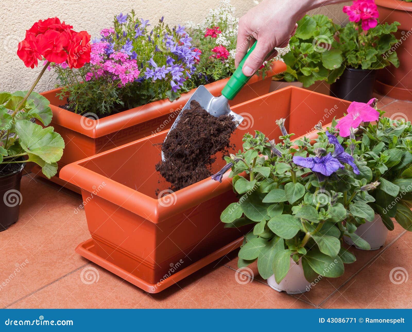 Transplanting Plants Flowers Royalty-Free Stock Photo | CartoonDealer ...