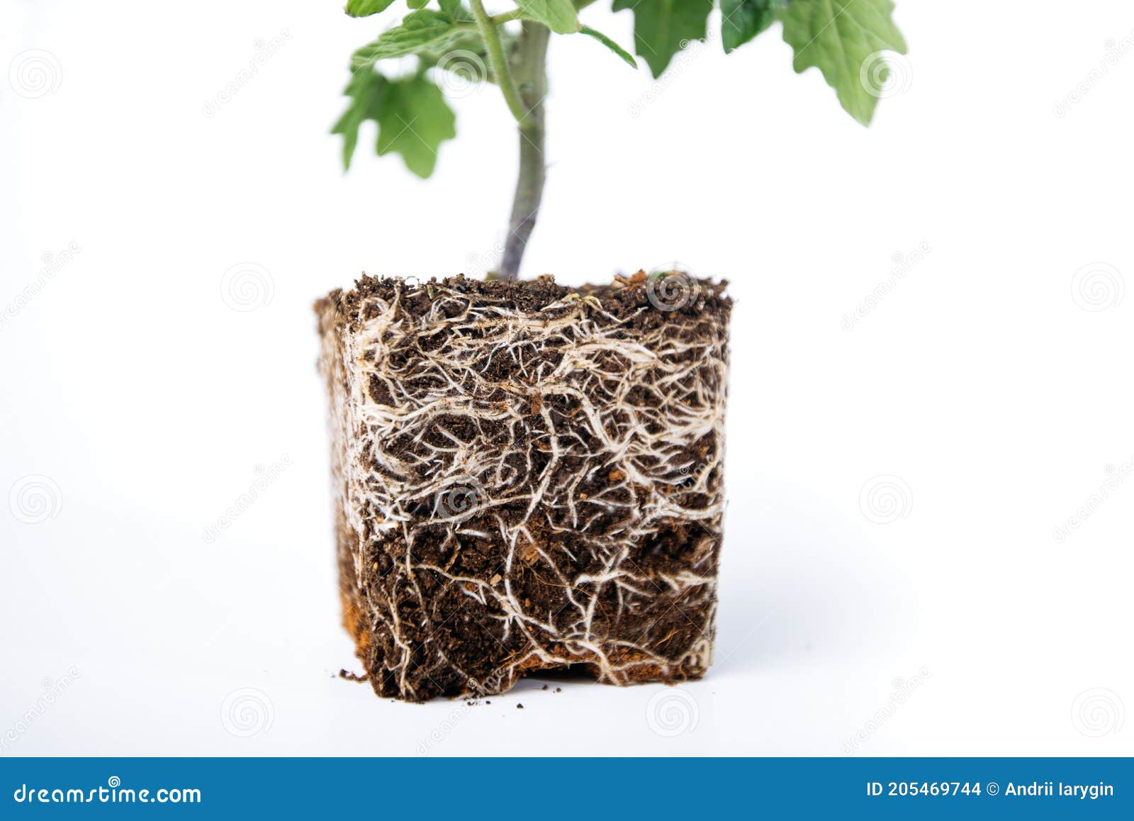 Seedlings root system stock photo. Image of garden, fresh - 205469744