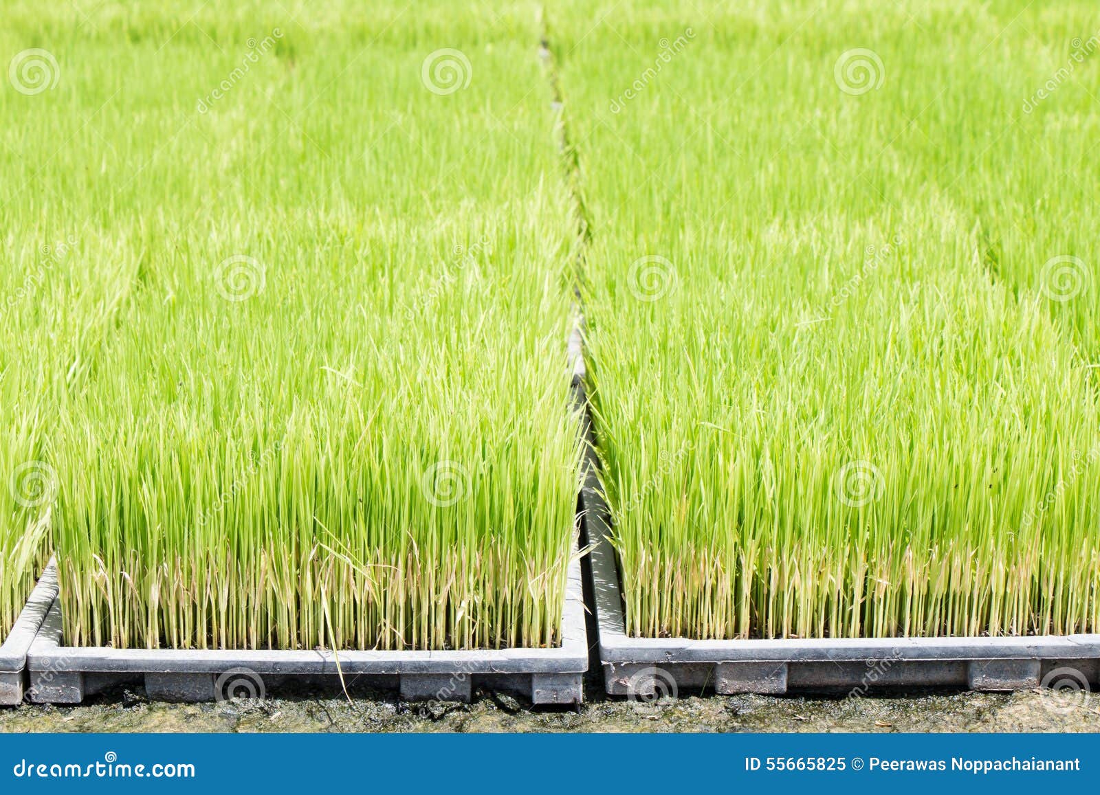 Transplanting rice stock image. Image of paddy, asia - 55665825