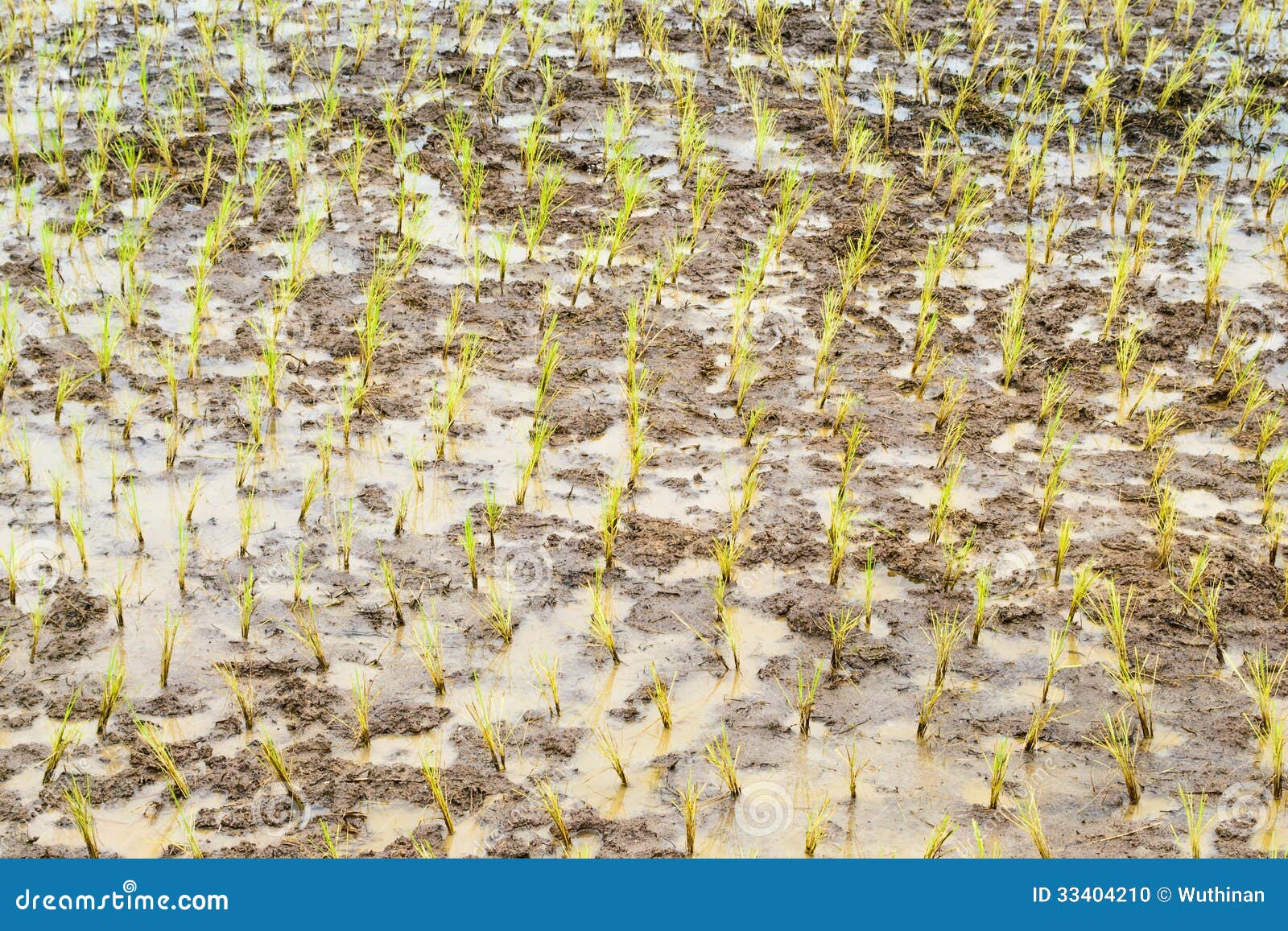 The Transplanting of Rice Seedlings Stock Photo - Image of step ...