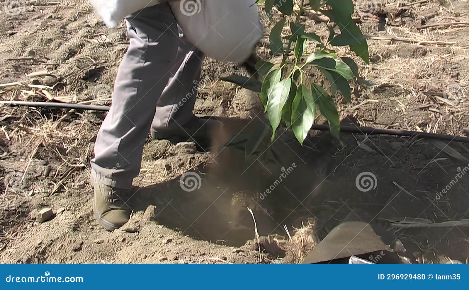 Farmer Adding Substrate To a Small Newly Planted Avocado Tree Stock ...