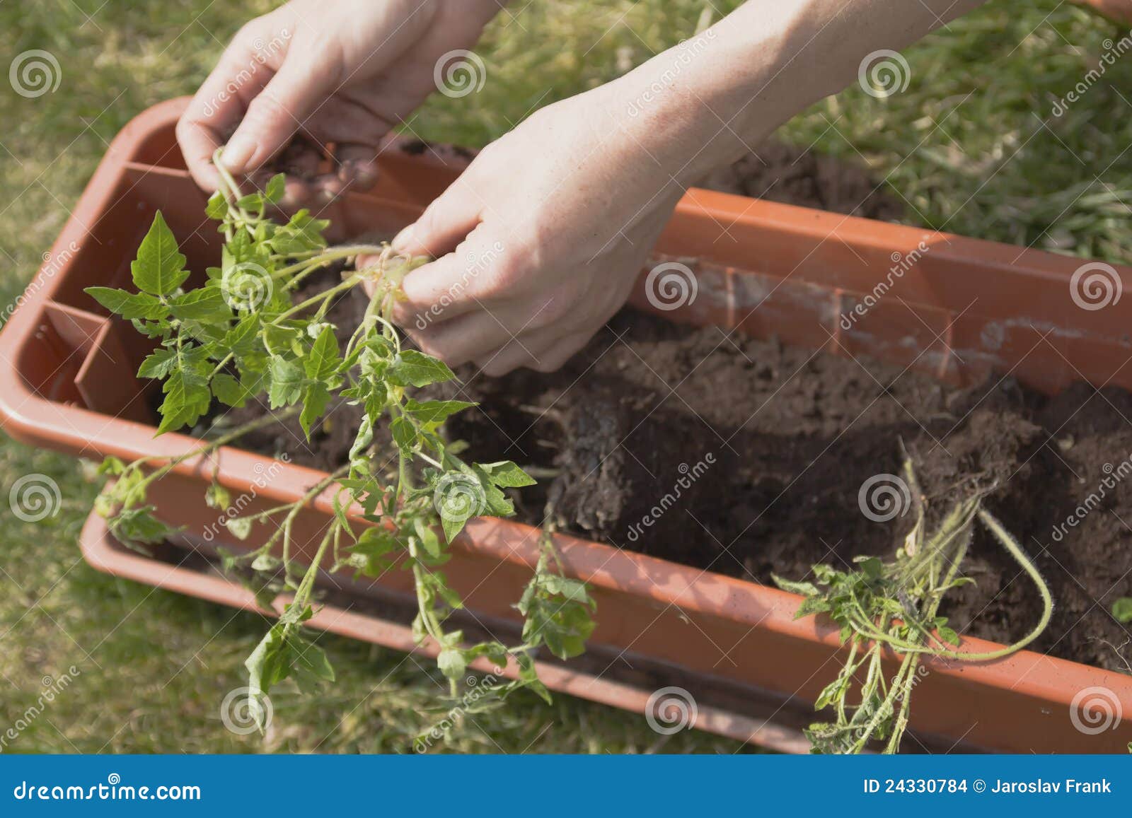 Transplanting Tomato Plants Stock Photo - Image of green, seedling ...