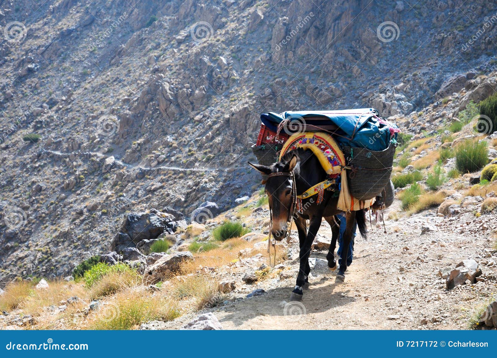 Transport De Mule Du Maroc De Marchandises Photo stock - Image du ...