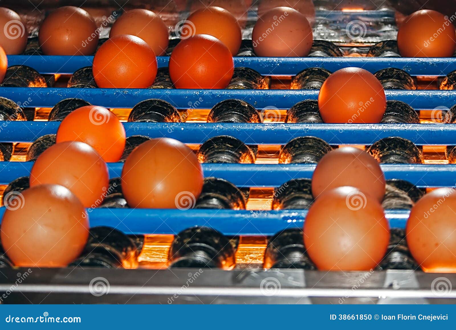 Transport Eggs To Checkpoint Eggtester Stock Photo - Image of protein ...