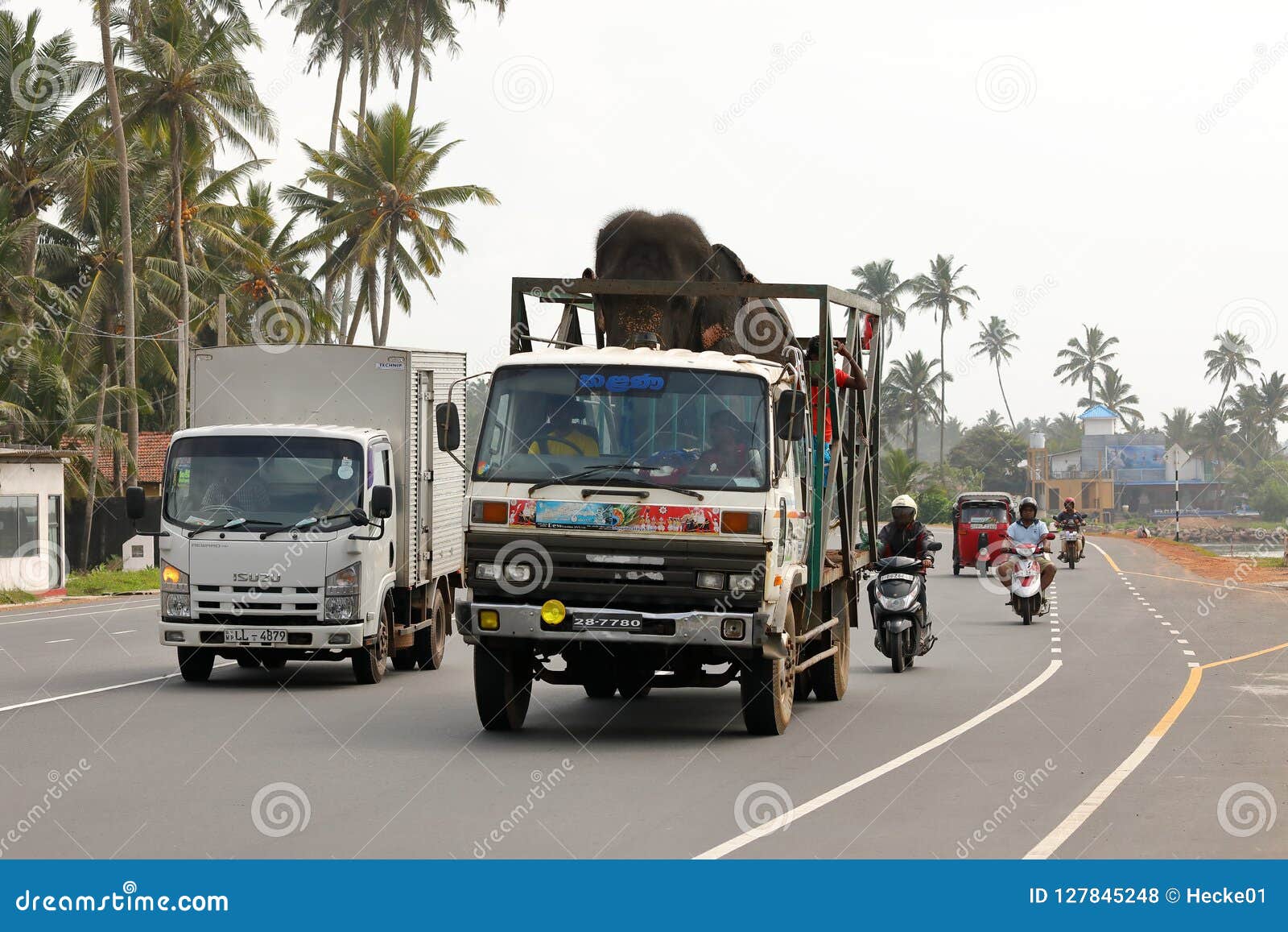Transport of an Elephant in Sri Lanka Editorial Stock Photo - Image of ...