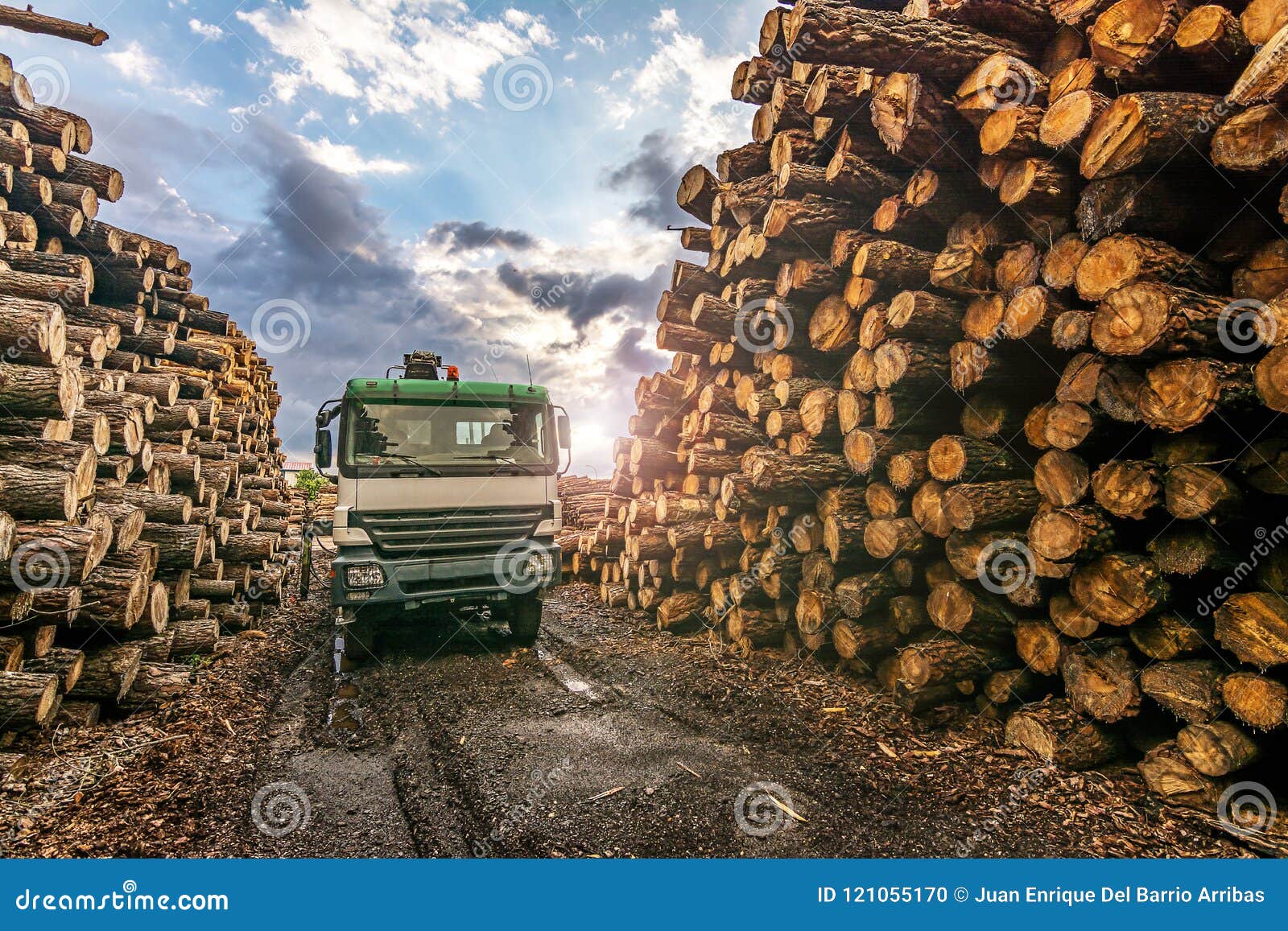 Transport of Pine Logs in a Sawmill Stock Photo - Image of loading ...