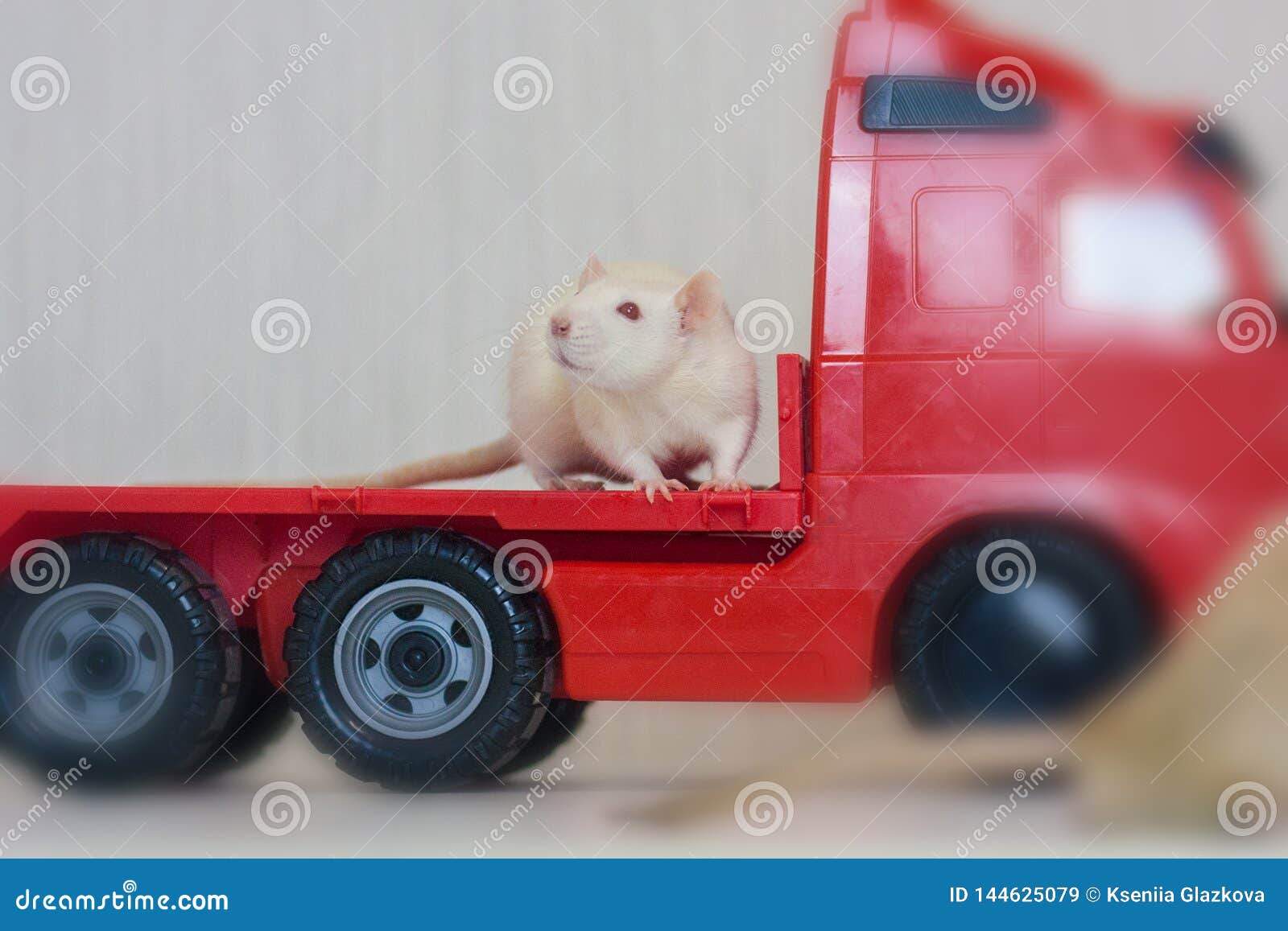 Transportation Concept. Mouse White and Red Stock Image - Image of eyes ...