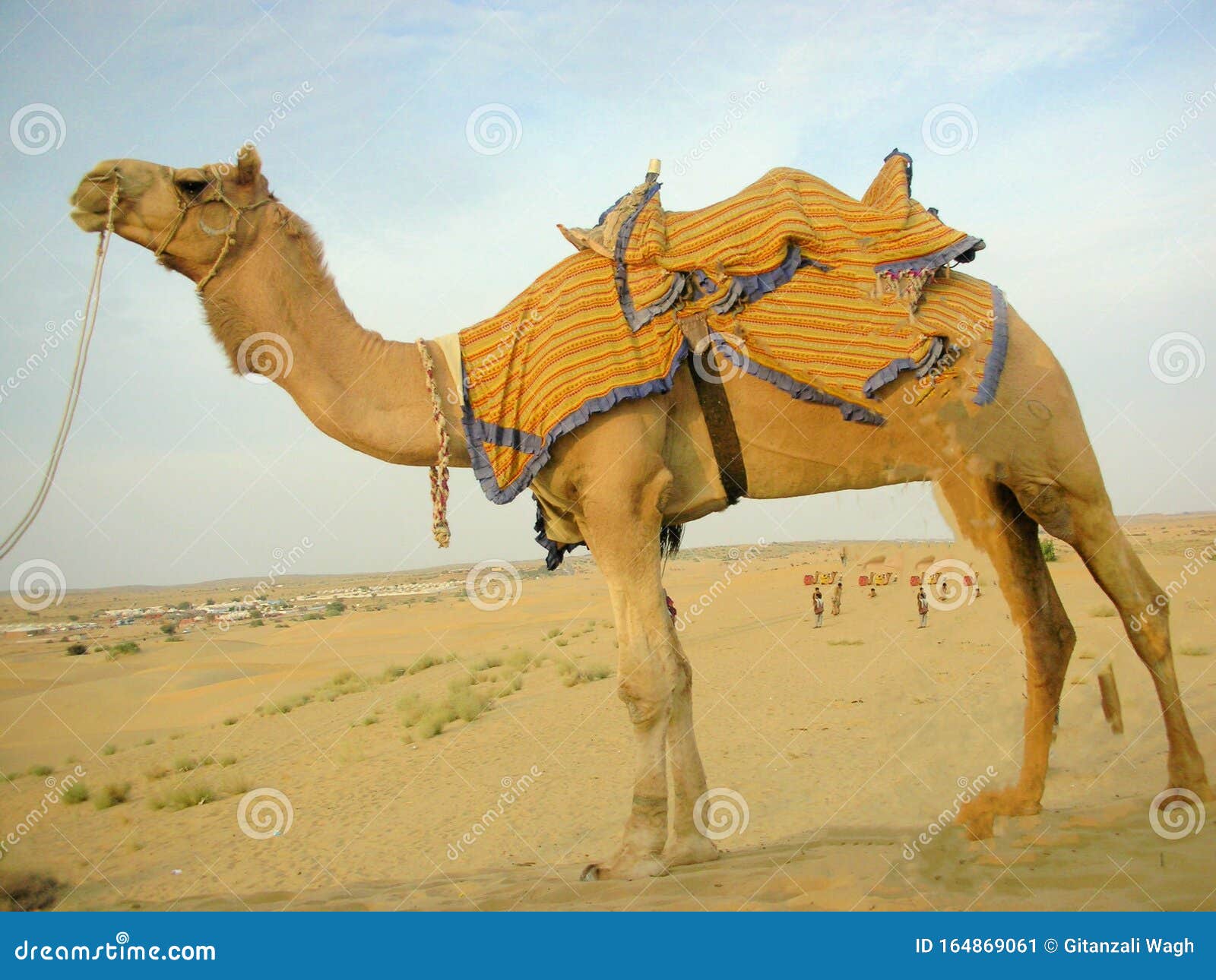 The Transportation of Thar Desert Stock Image - Image of animal, tree ...