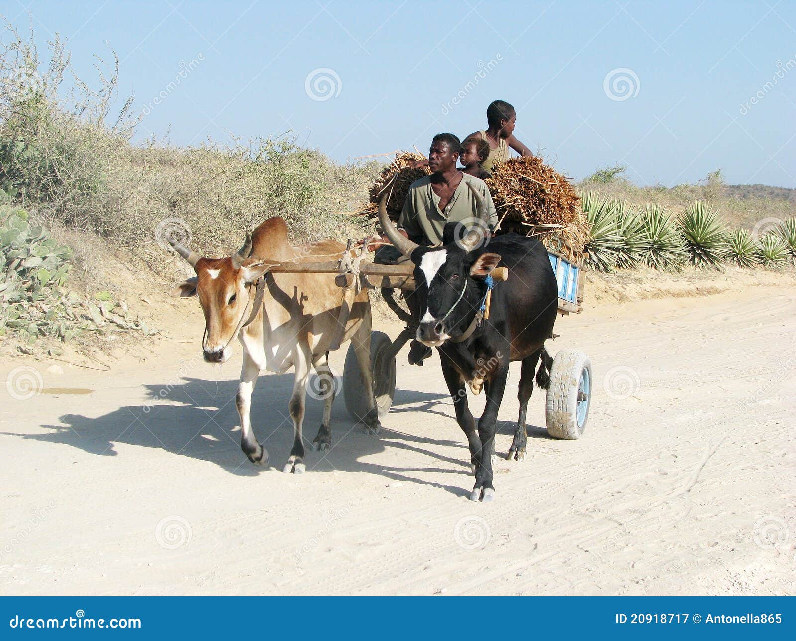 Transporte malgache fotografía editorial. Imagen de salud - 20918717