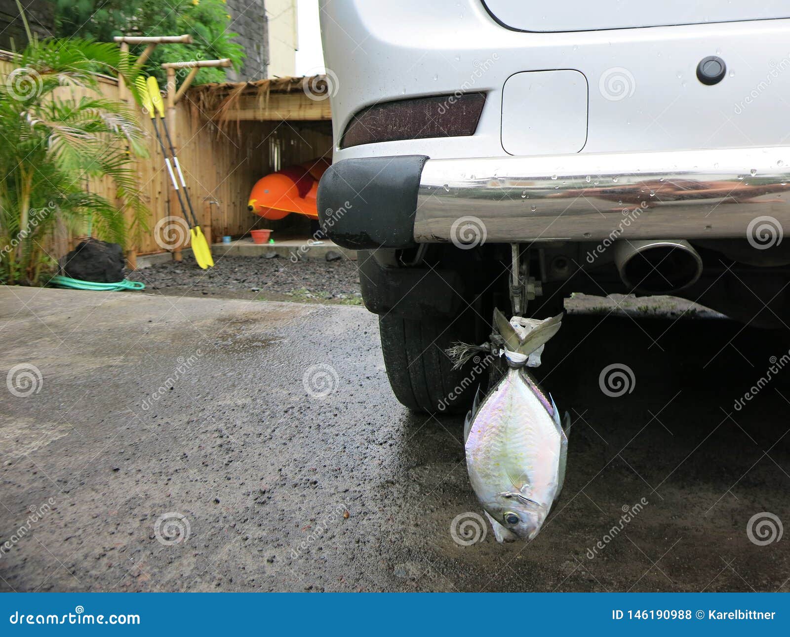Transporting Fish Under the Bumper Car Stock Photo - Image of transport ...