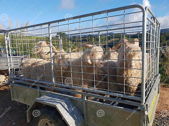 Transporting Goats on a Farm Stock Photo - Image of transporting ...