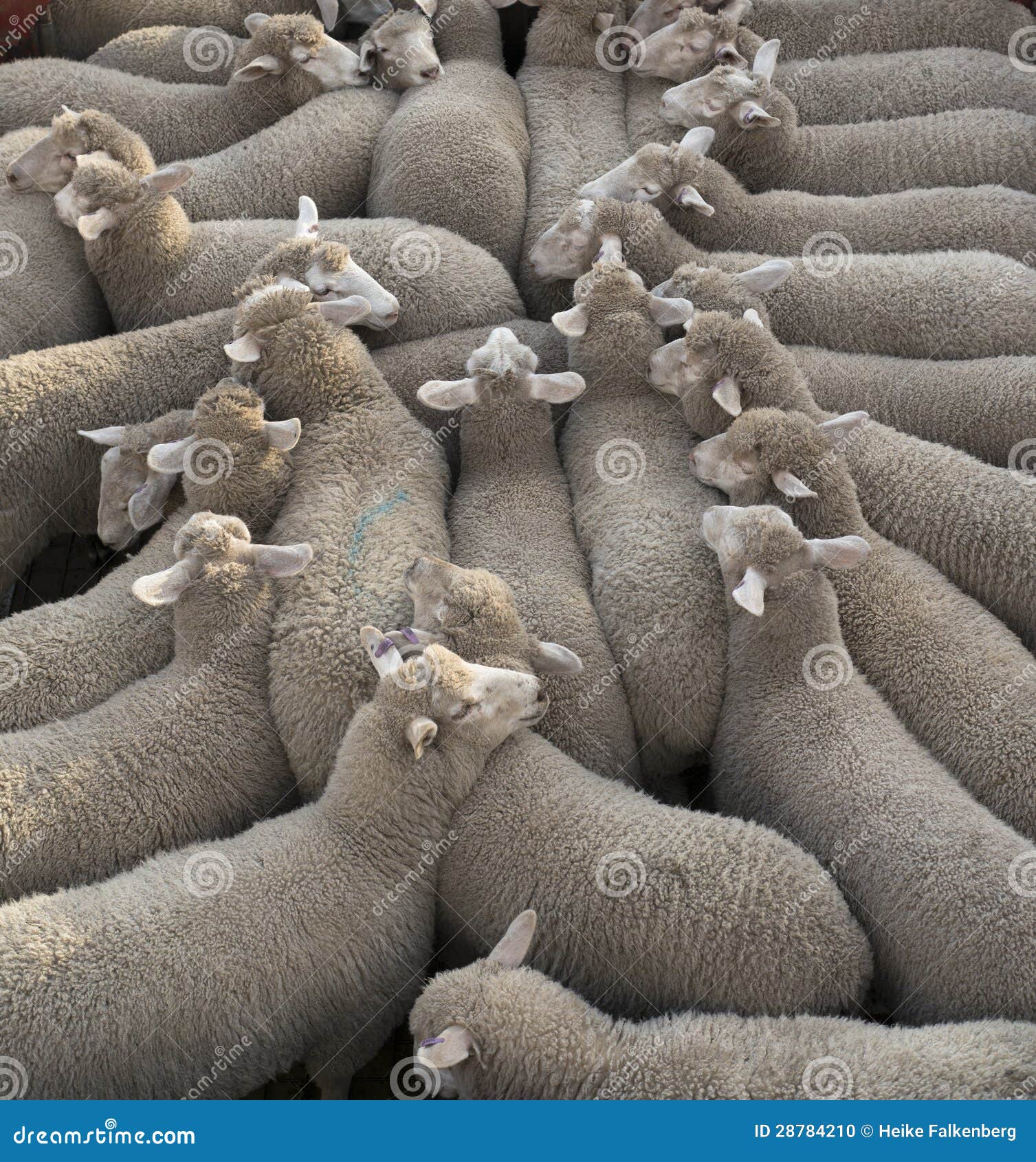 Transporting Sheep stock photo. Image of sheep, animal - 28784210