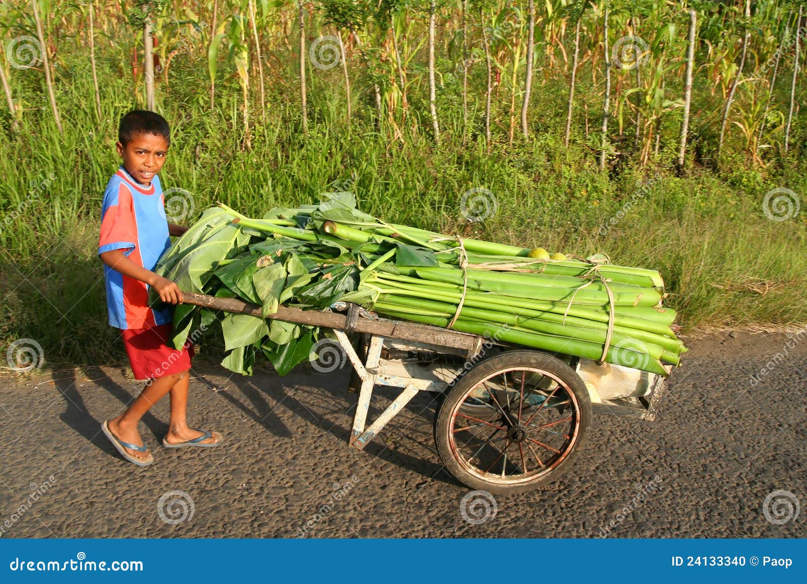 Transporting Sugar Canes. Skoura. Morocco. Editorial Photo ...