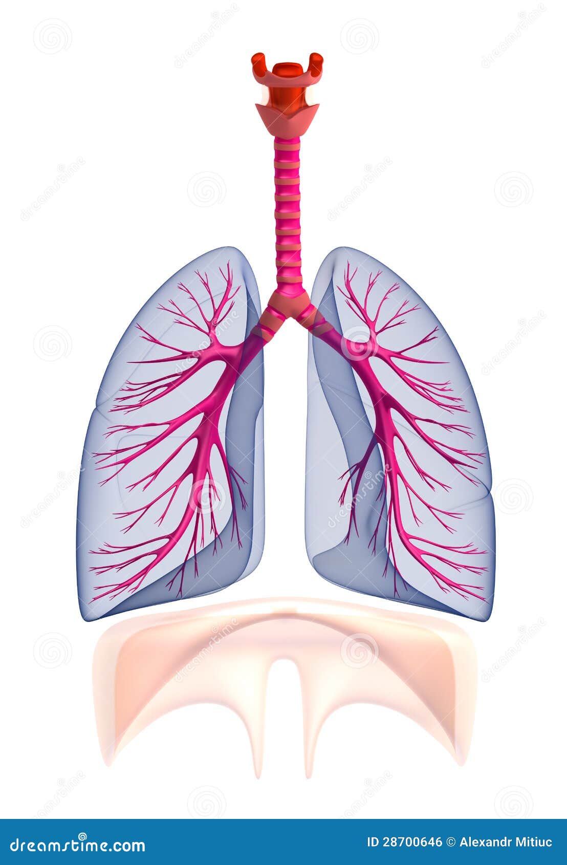 Lungs Anatomy Medical Vector Illustration Diagram Set With Lung Lobes ... Lungs Anatomy Medical Vector Illustration Diagram Set With Lung Lobes ...