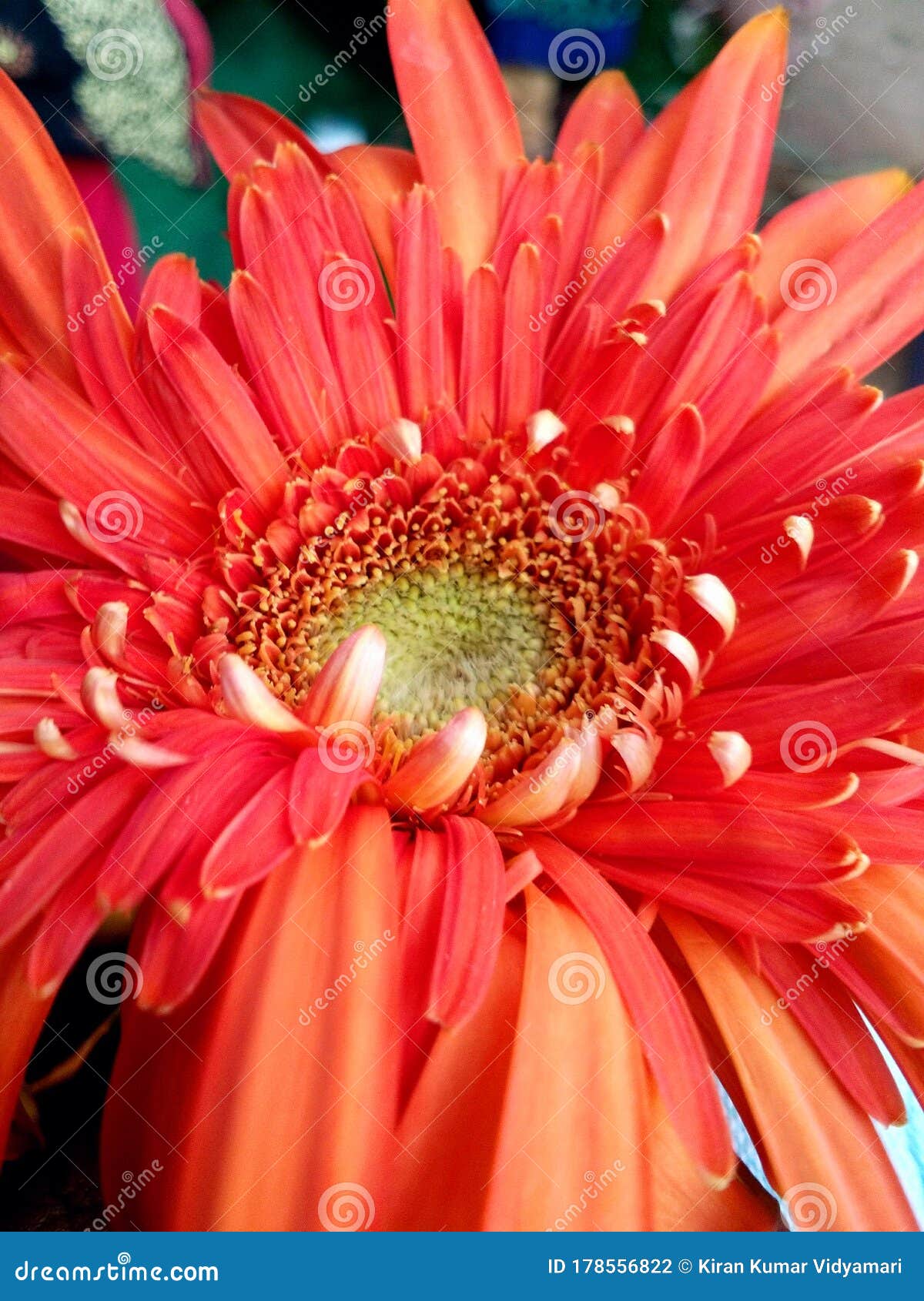 Transvaal Daisy flower stock photo. Image of beautiful - 178556822