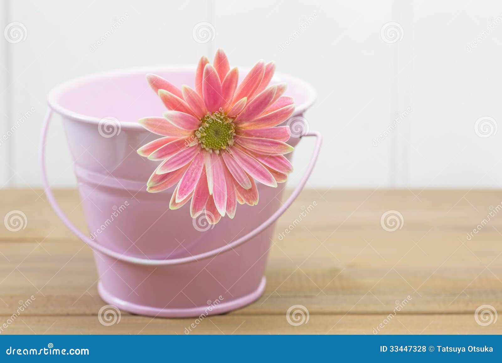 Transvaal Daisy in a Pink Bucket Stock Photo - Image of transvaal ...