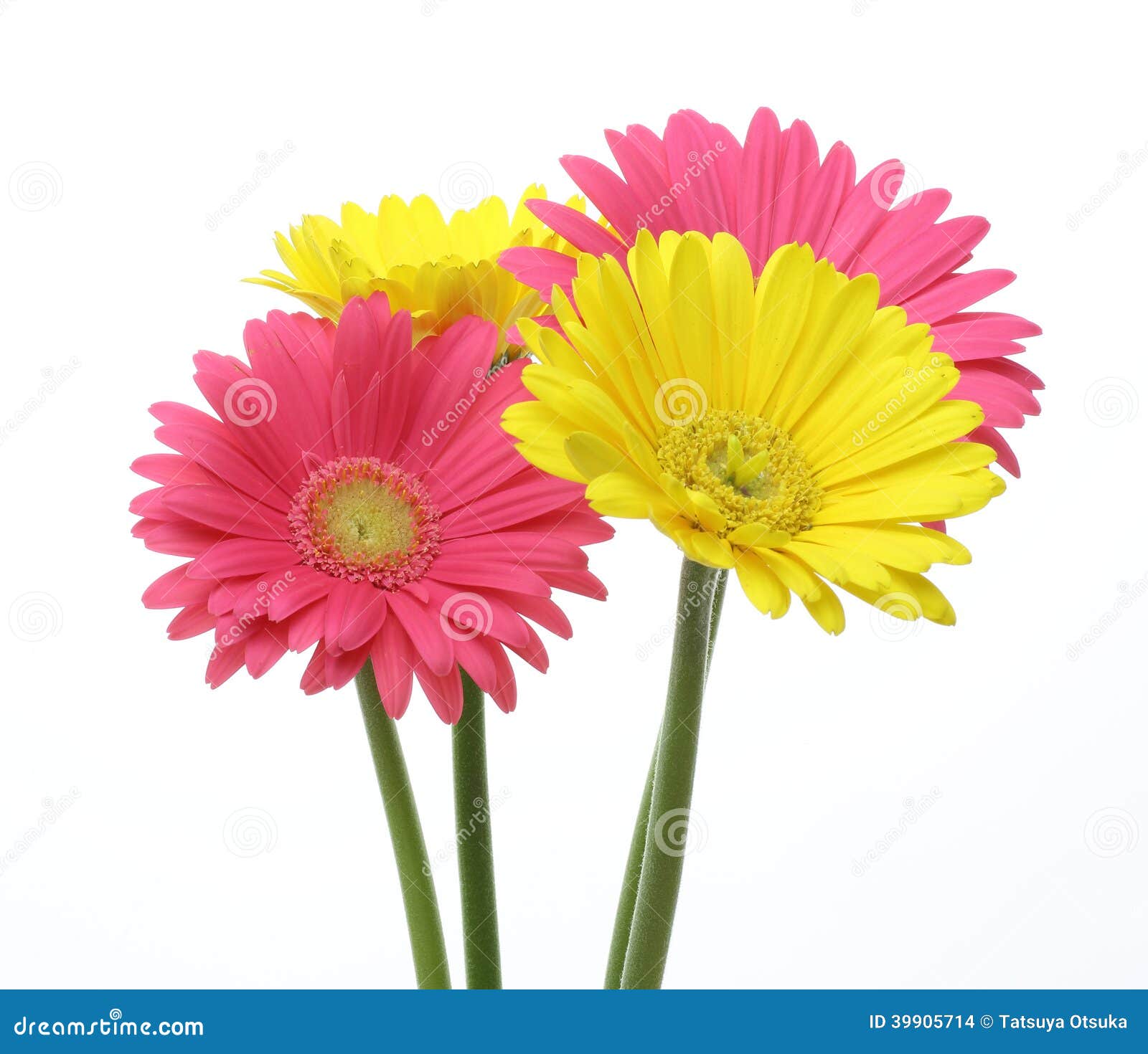 Transvaal Daisy in a White Background Stock Photo - Image of background ...