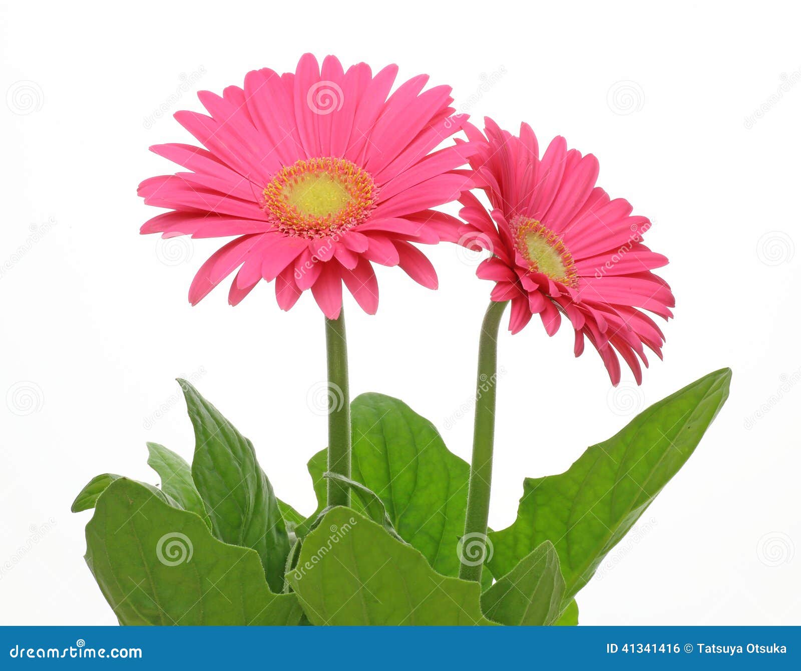 Transvaal Daisy in a White Background Stock Photo - Image of gerbera ...