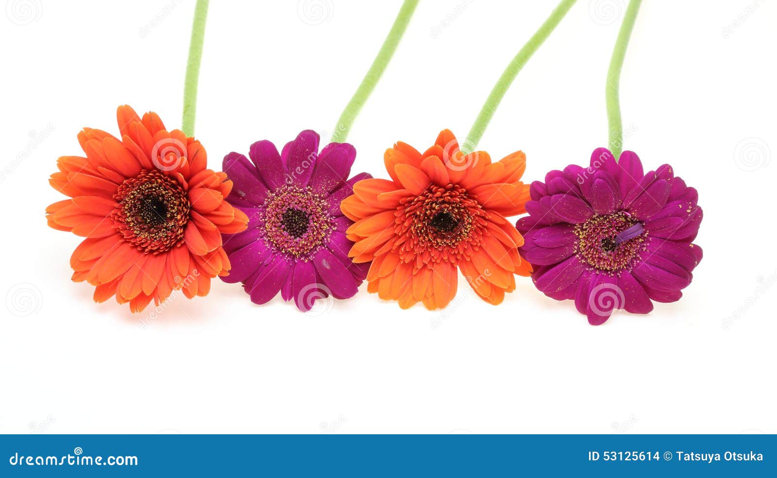 Transvaal Daisy in a White Background Stock Photo - Image of white ...