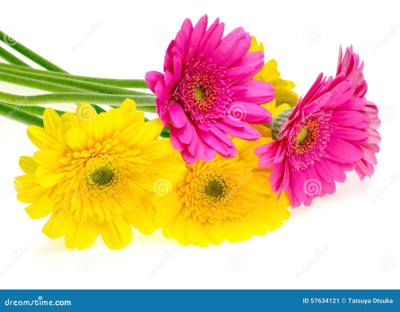Transvaal Daisy in a White Background Stock Image - Image of background ...