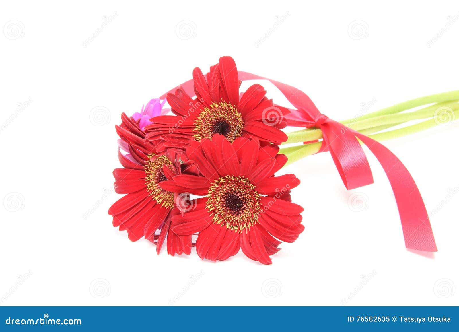 Transvaal Daisy in a White Background Stock Image - Image of lovely ...
