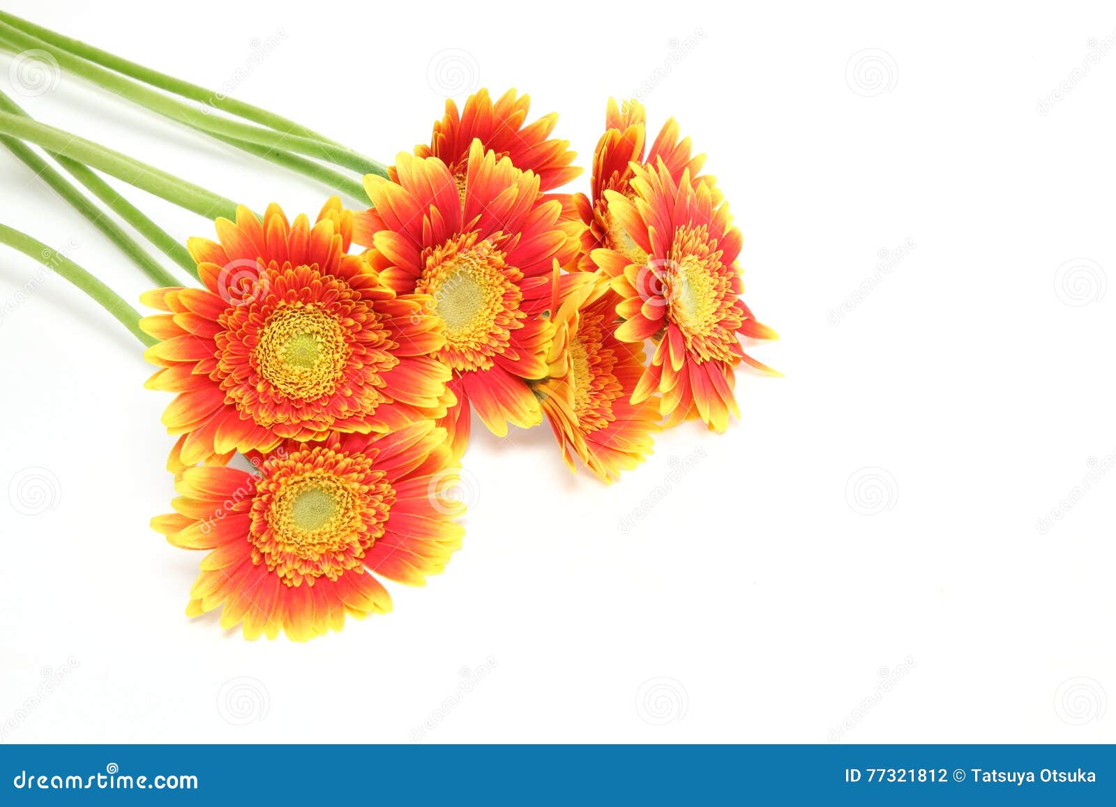 Transvaal Daisy in a White Background Stock Photo - Image of vibrant ...