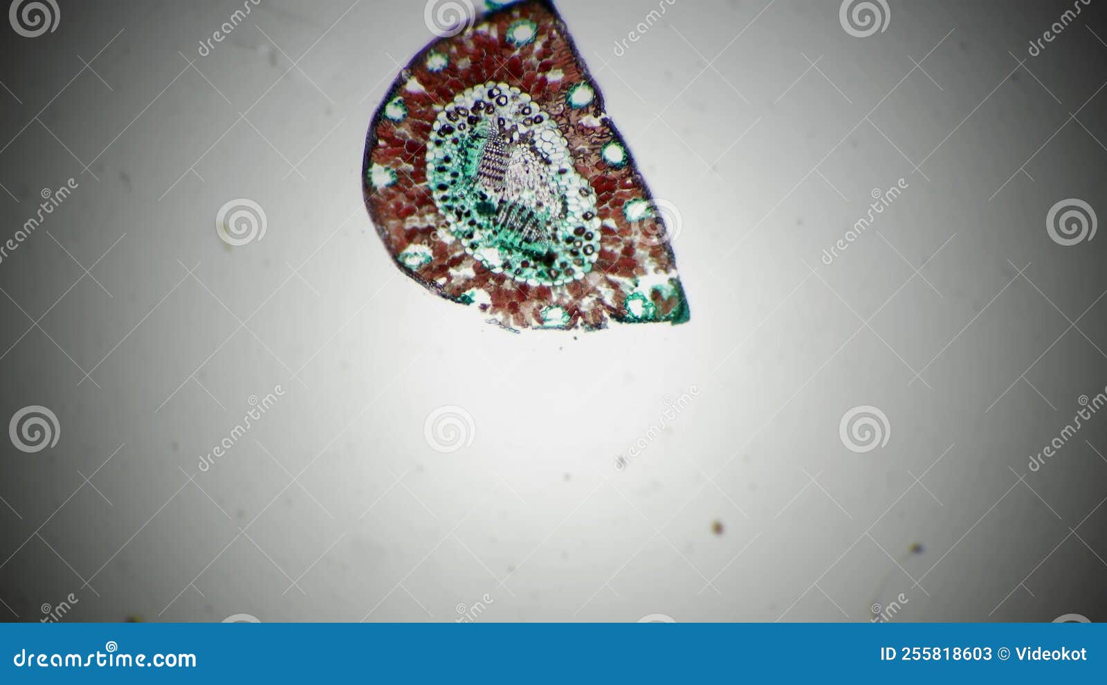 Transversal Section on Pinus Leaf Filmed Under Microscope with 40x ...