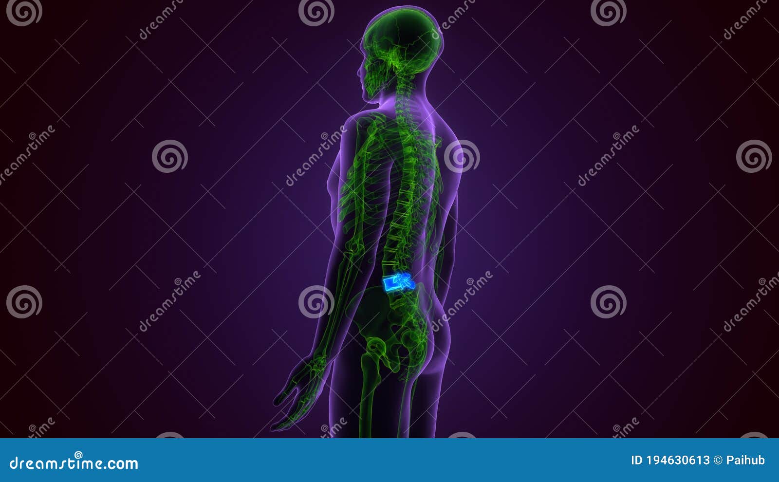 Human Skeleton Vertebral Column Lumbar Vertebrae Anatomy 3D ...