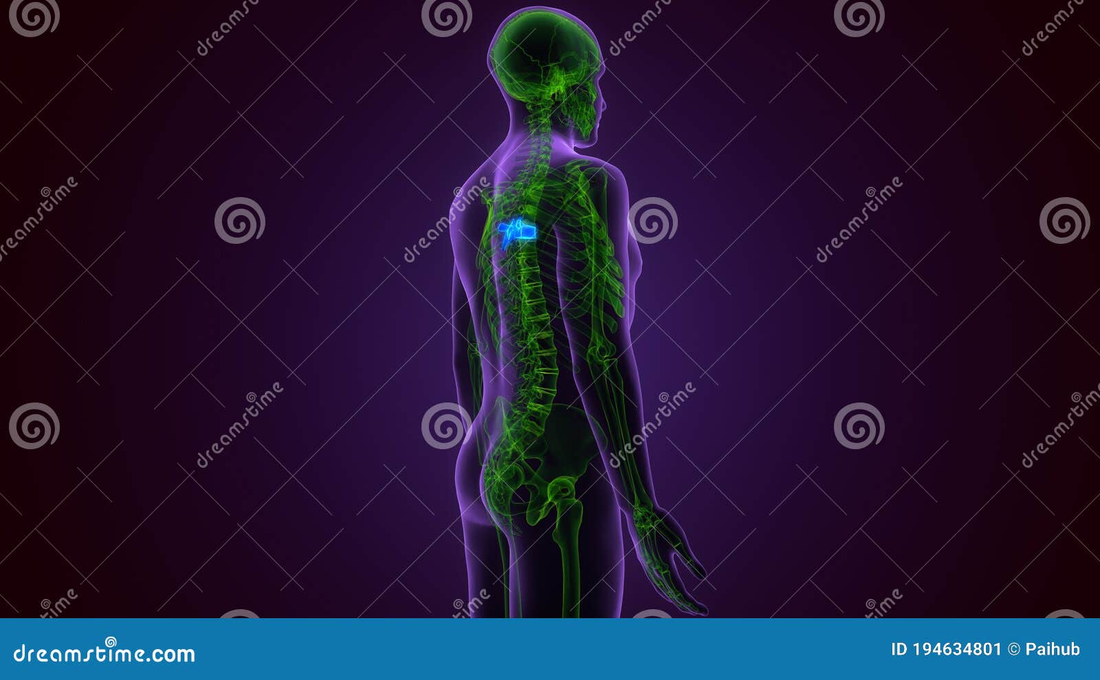 Human Skeleton Vertebral Column Lumbar Vertebrae Anatomy 3D ...