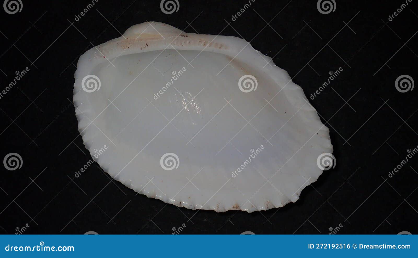 Transverse Ark (Anadara Transversa) Close-up on a Black Background ...