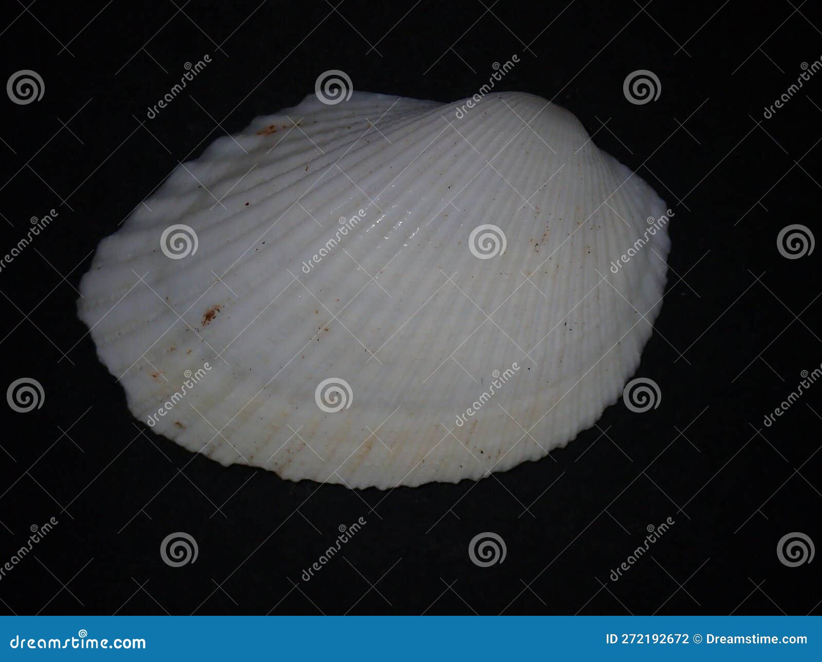 Transverse Ark (Anadara Transversa) Close-up on a Black Background ...