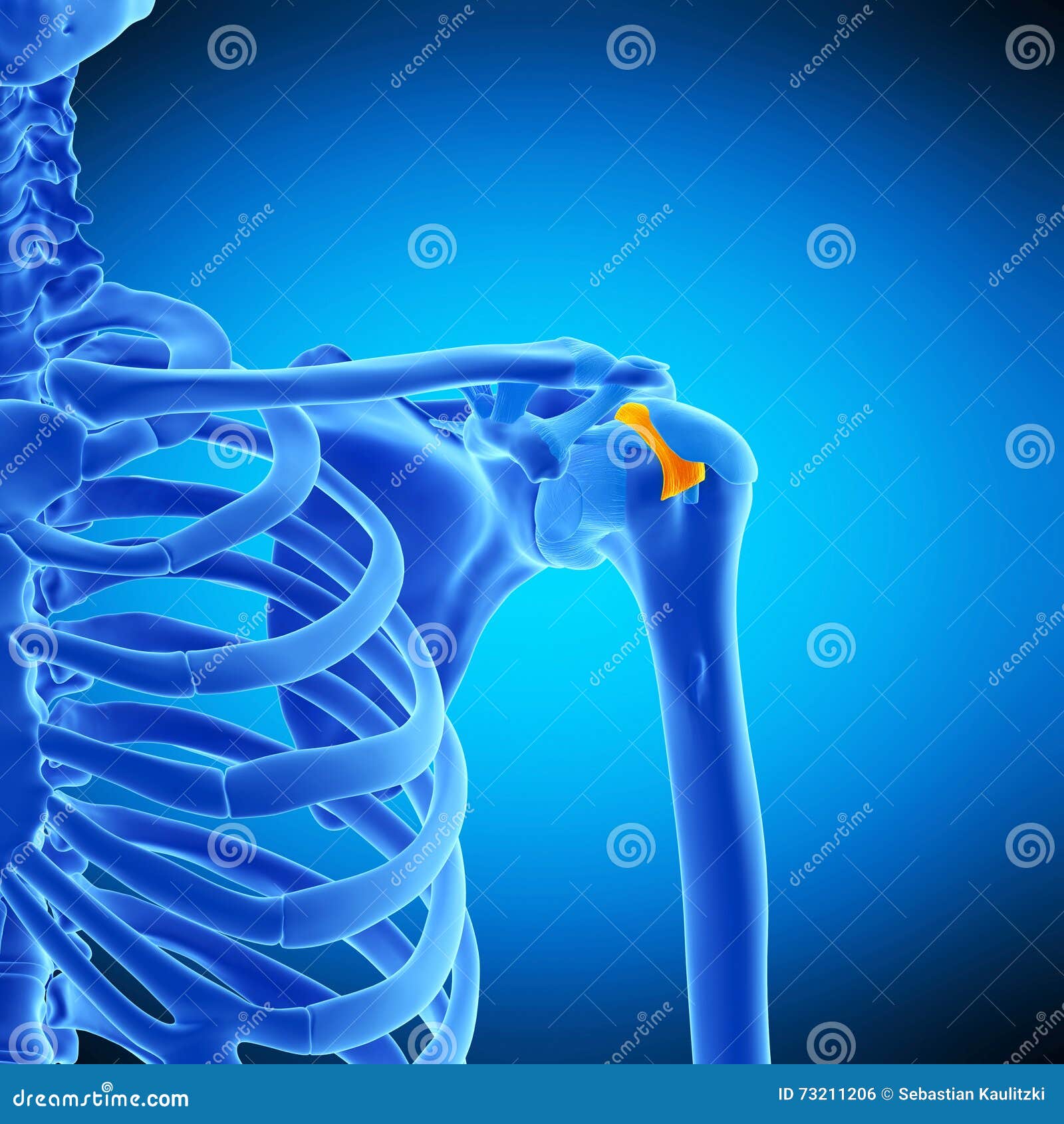The Transverse Humeral Ligament Stock Illustration - Illustration of ...