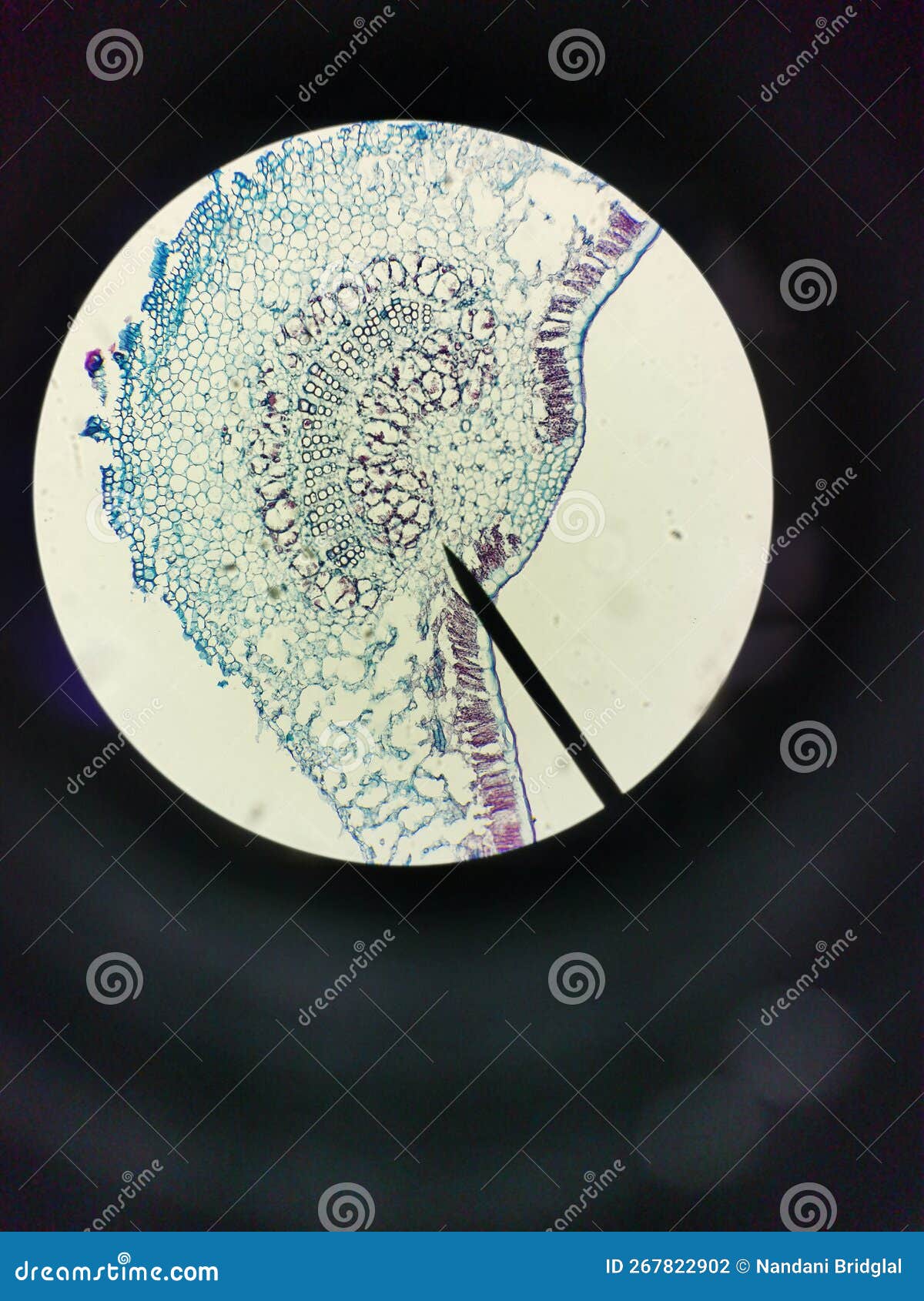 Transverse Section Of Pine Wood Under Microscope Royalty-Free Stock ...