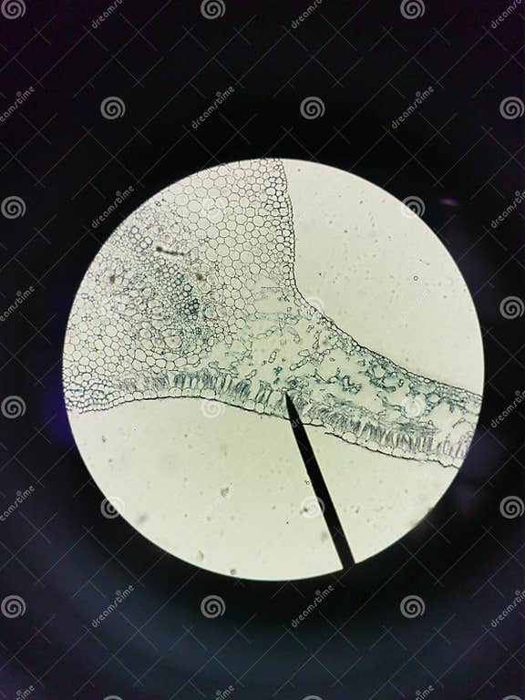 Transverse Section of an Allamanda Leaf Stock Photo - Image of ...